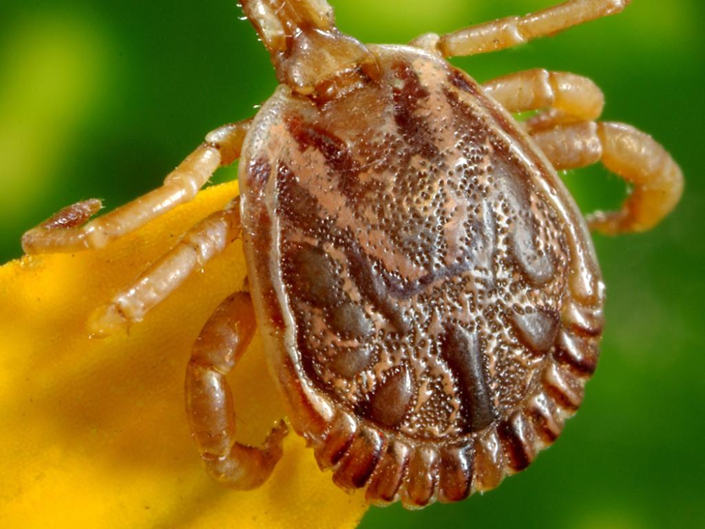 Tick talk: What you need to know about ticks & Lyme disease | Doctors of BC